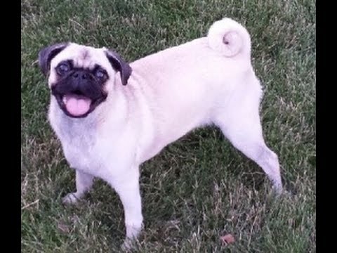 Chief is a Blueberry Picking Pug - Mighty Pugs