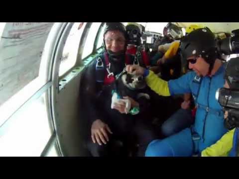 Otis the Pug Is An Expert Skydiver - Mighty Pugs
