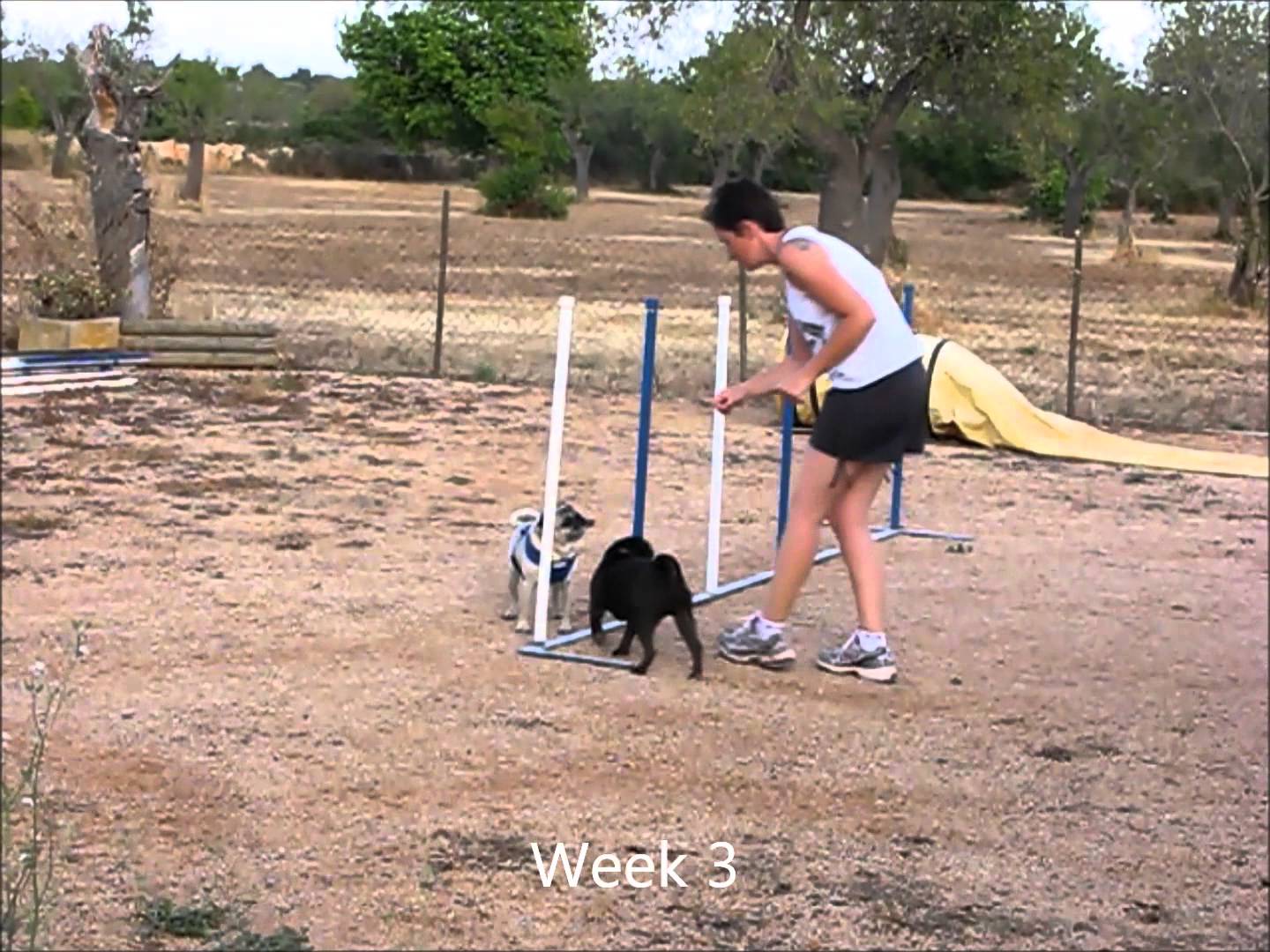 Wilson the Pug Masters Another Dog Agility Training Skill - Mighty Pugs