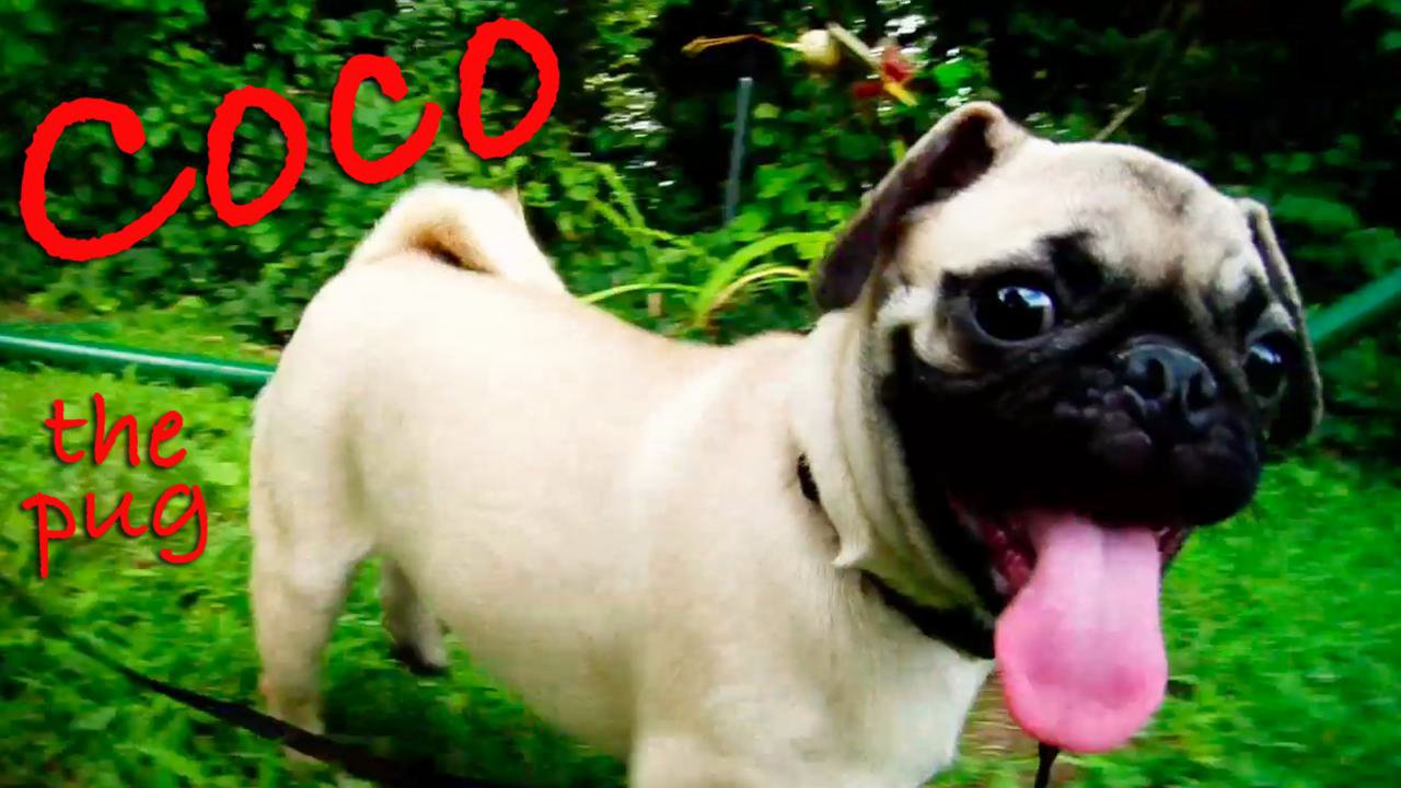 Coco The Pug Explores Her New Back Yard - Mighty Pugs